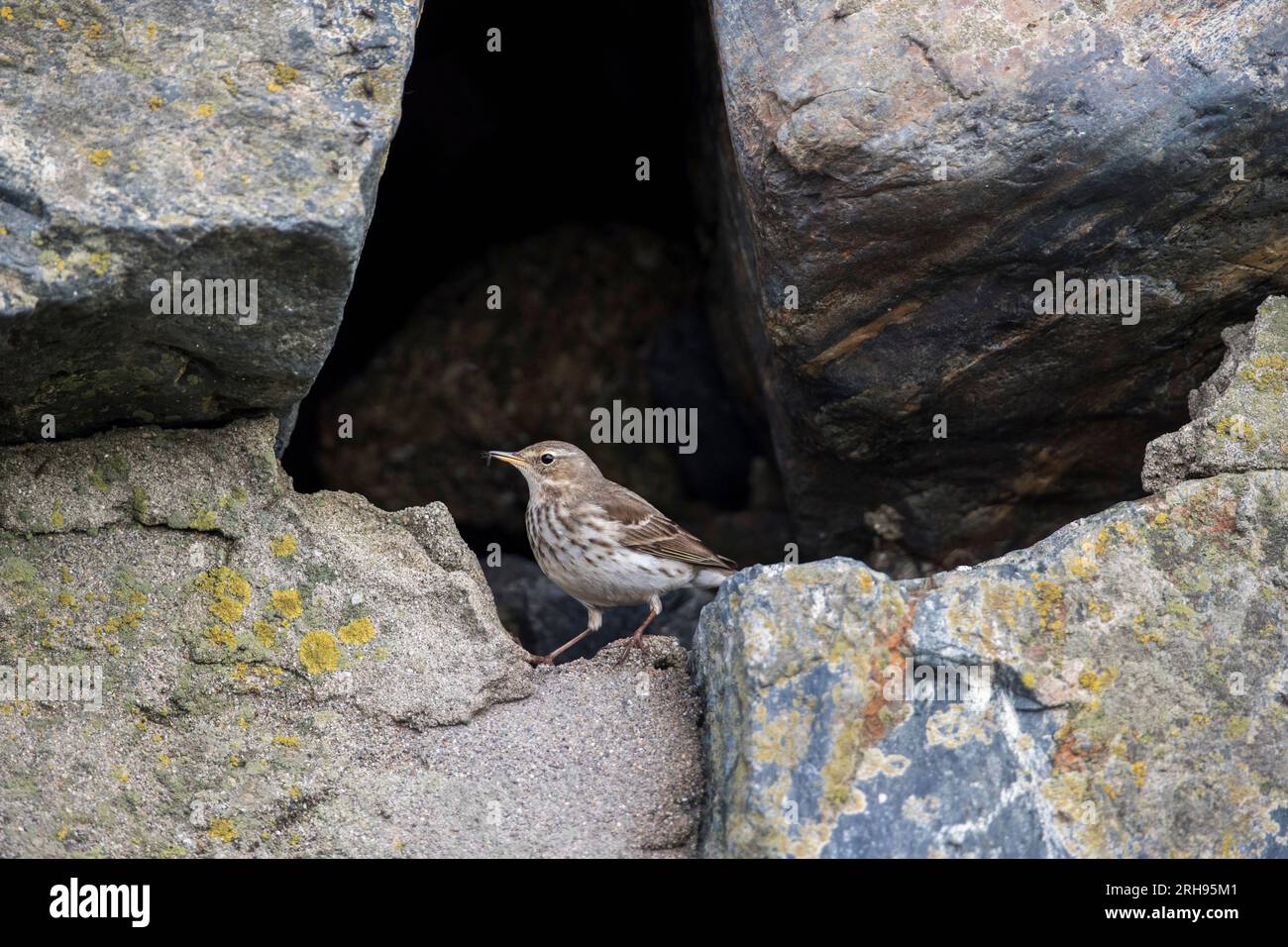 Insects and water hi-res stock photography and images - Alamy