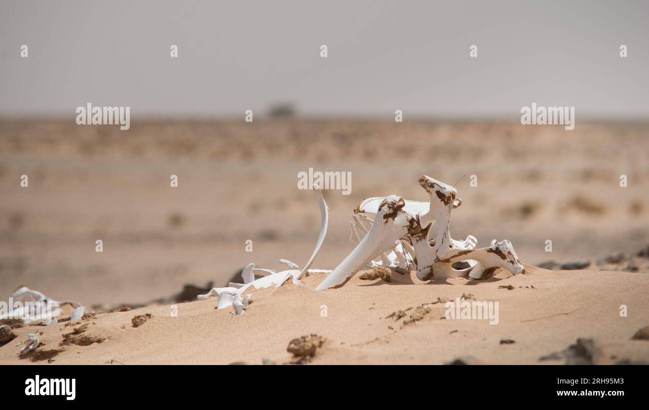 Bones of a Camel in Desert Stock Photo - Alamy