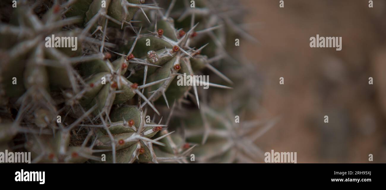 Death Cactus in the Desert Stock Photo - Alamy