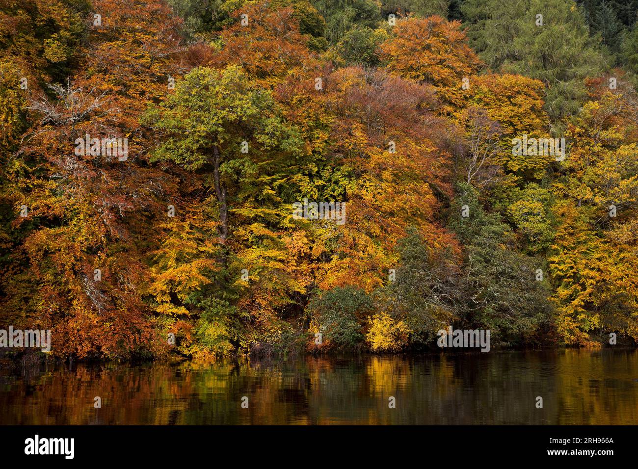 River Gary; Near Linn of Tummel; Autumn; Scotland; UK Stock Photo - Alamy