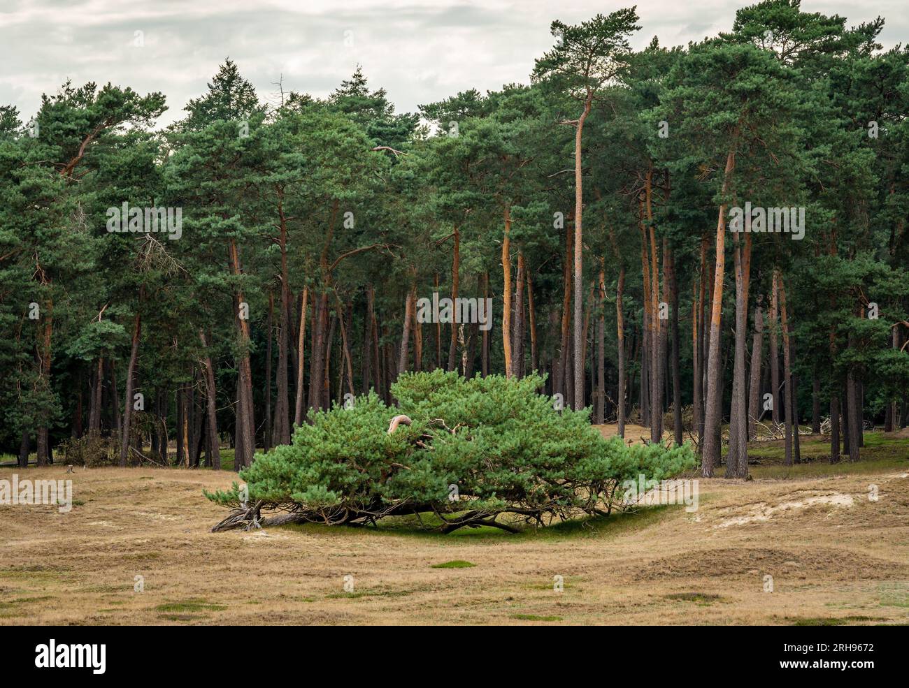 Hiking area Heidestein-Bornia with coniferous forests and sand dunes at ...