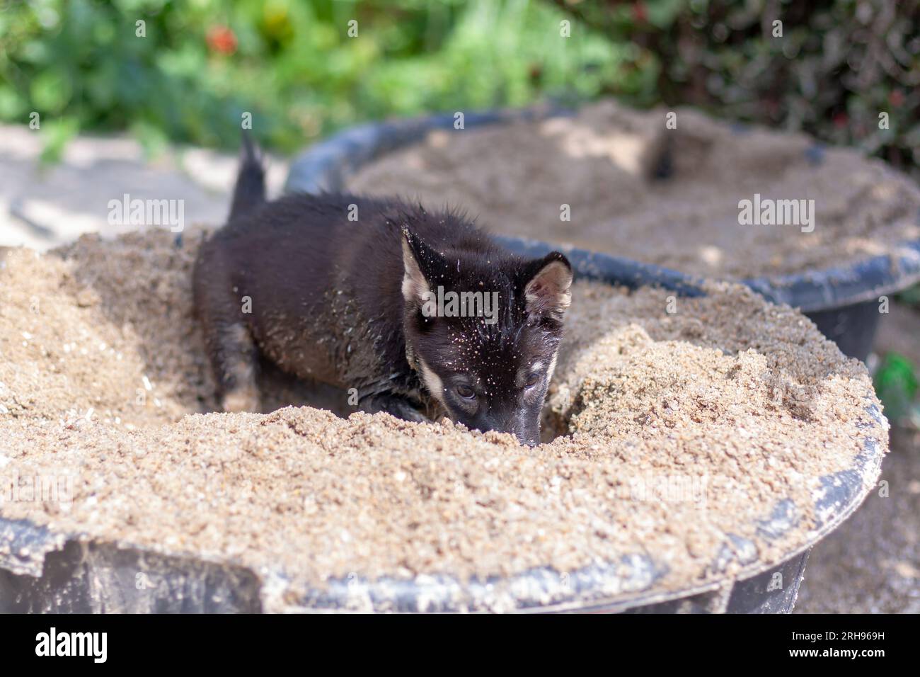 Husky dog digging hi-res stock photography and images - Alamy