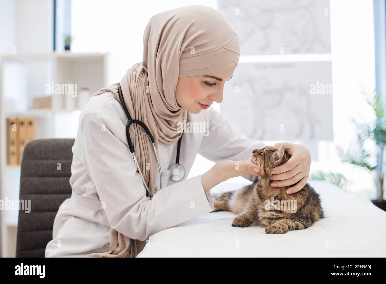 Feline practitioner inspecting cat's ears on vet check-up Stock Photo ...