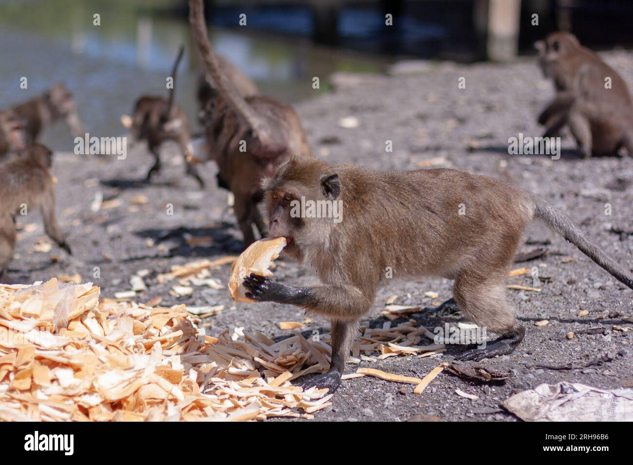 Group of macaque monkeys eat crust of bread from large pile on the ...