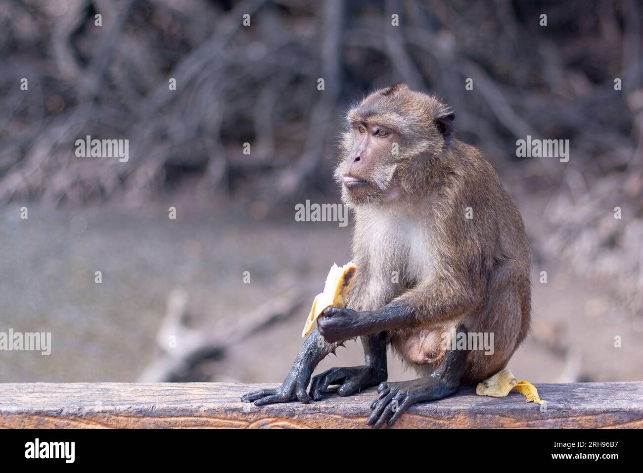 Funny macaque monkey eats a banana sitting on railing. Paws in mud ...