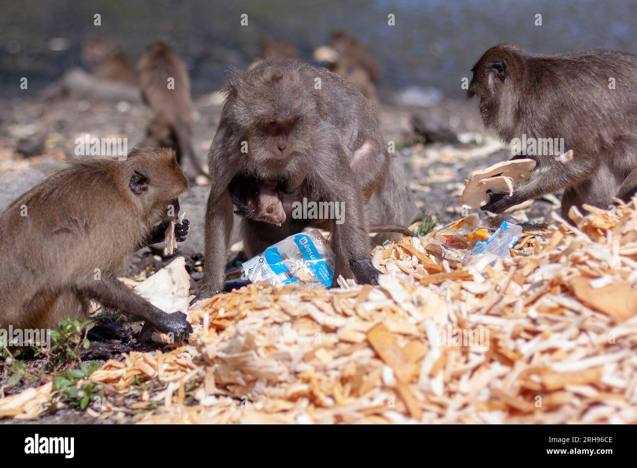 Macaque monkey with baby hanging on its belly digs into crusts of bread ...
