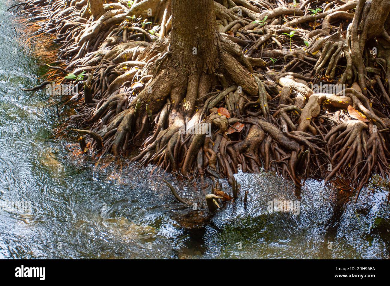 Powerful root system of mangrove trees on the banks of the river ...