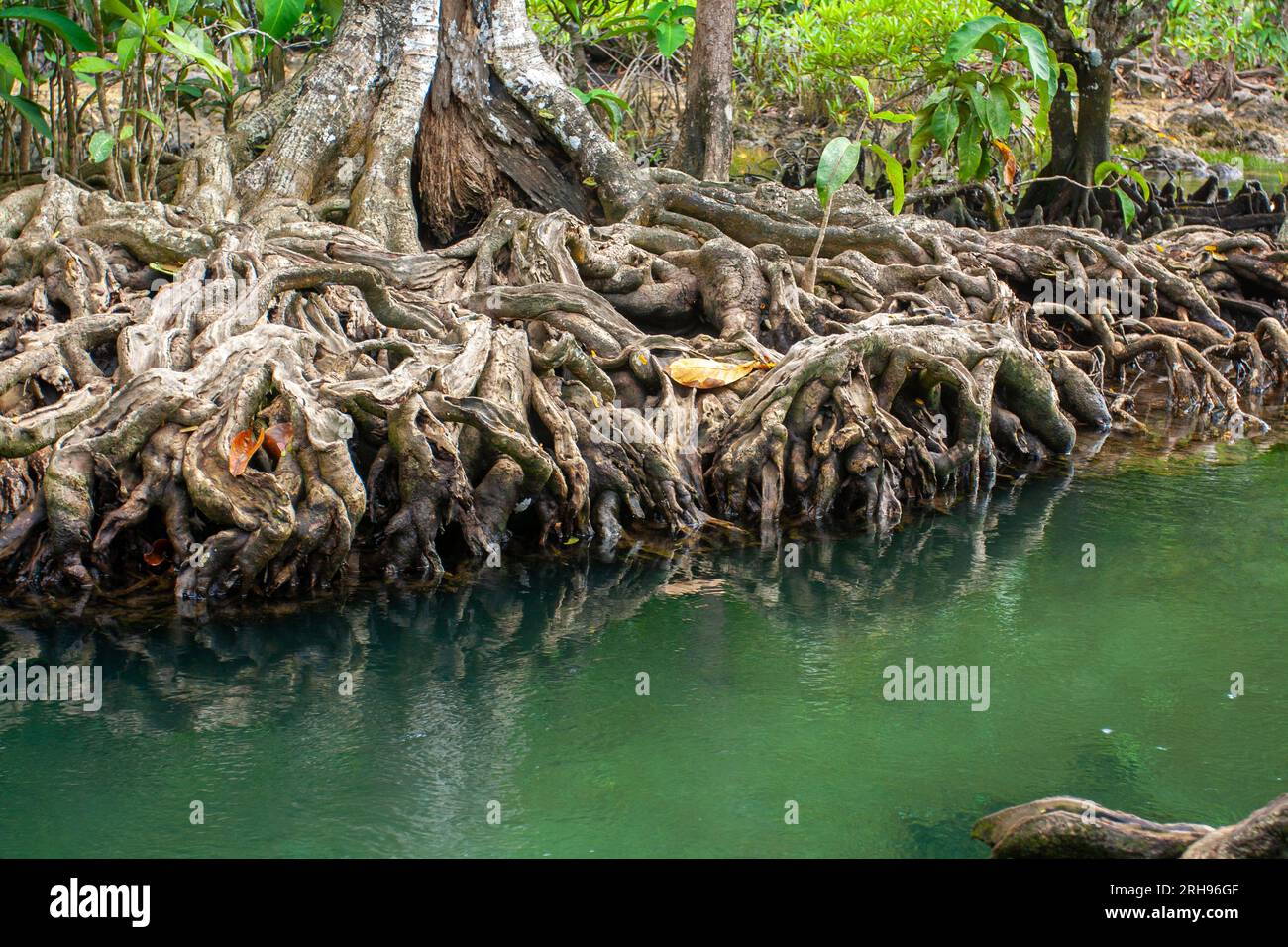Powerful root system of mangrove trees in water. Horizontal photo Stock ...