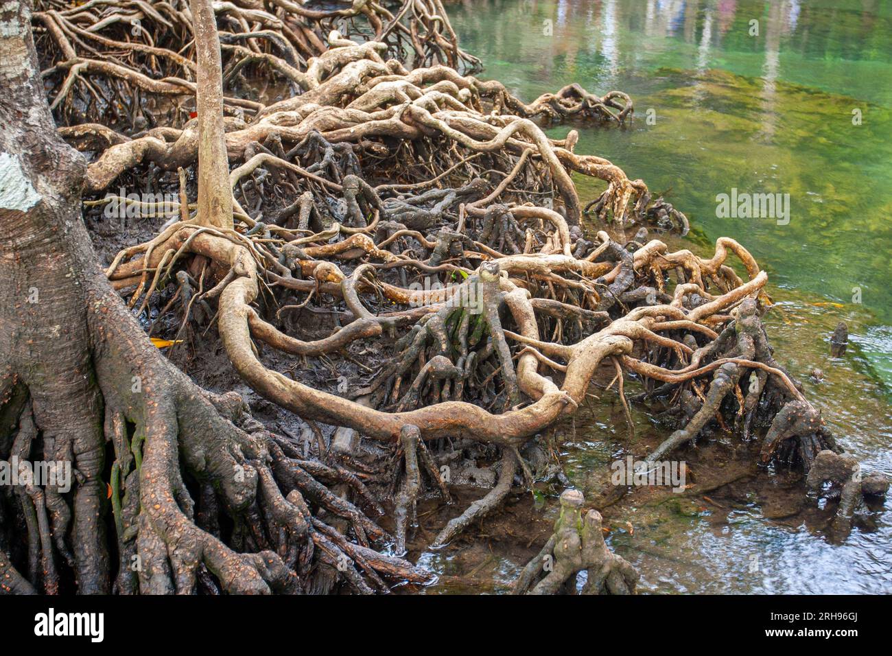Root system of mangrove trees in water. Horizontal photo Stock Photo ...