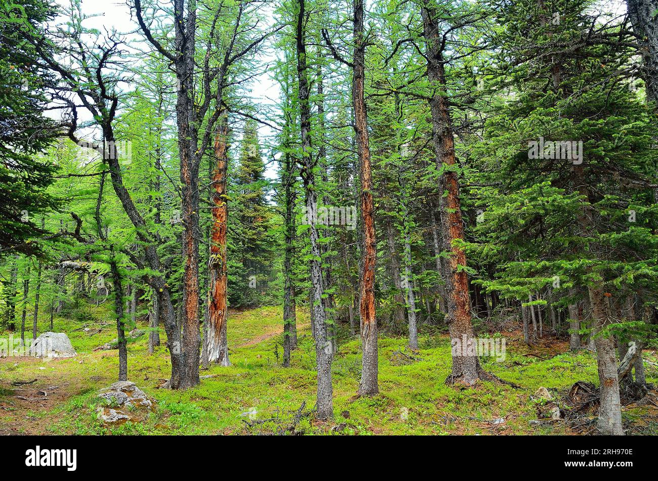 Larch trees banff hi-res stock photography and images - Alamy