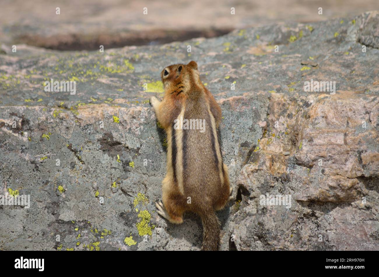 Chipmunk hanging on Stock Photo - Alamy