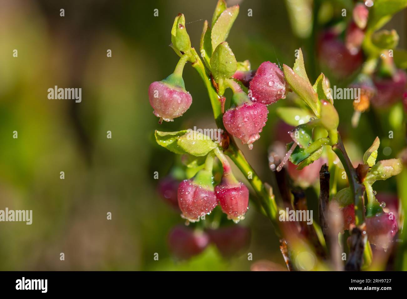 Close up of European blueberry (vaccinium myrtillus) flowers in bloom ...