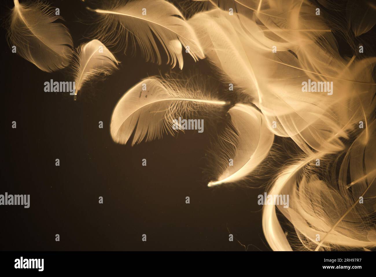 Feathers of light hi-res stock photography and images - Alamy