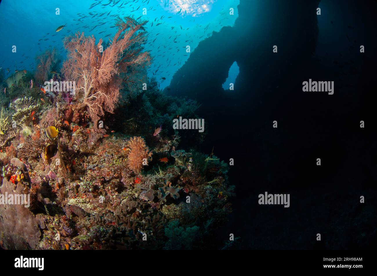 Underwater scene in raja ampat hi-res stock photography and images - Alamy