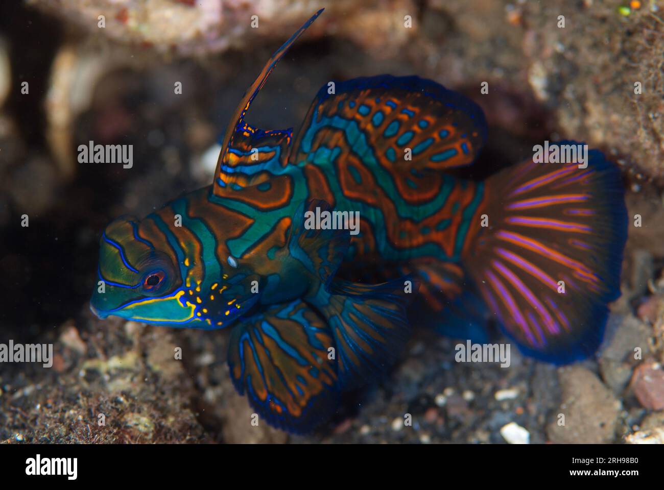 Mandarinfish, Synchiropus splendidus, with ornate markings, dusk dive ...