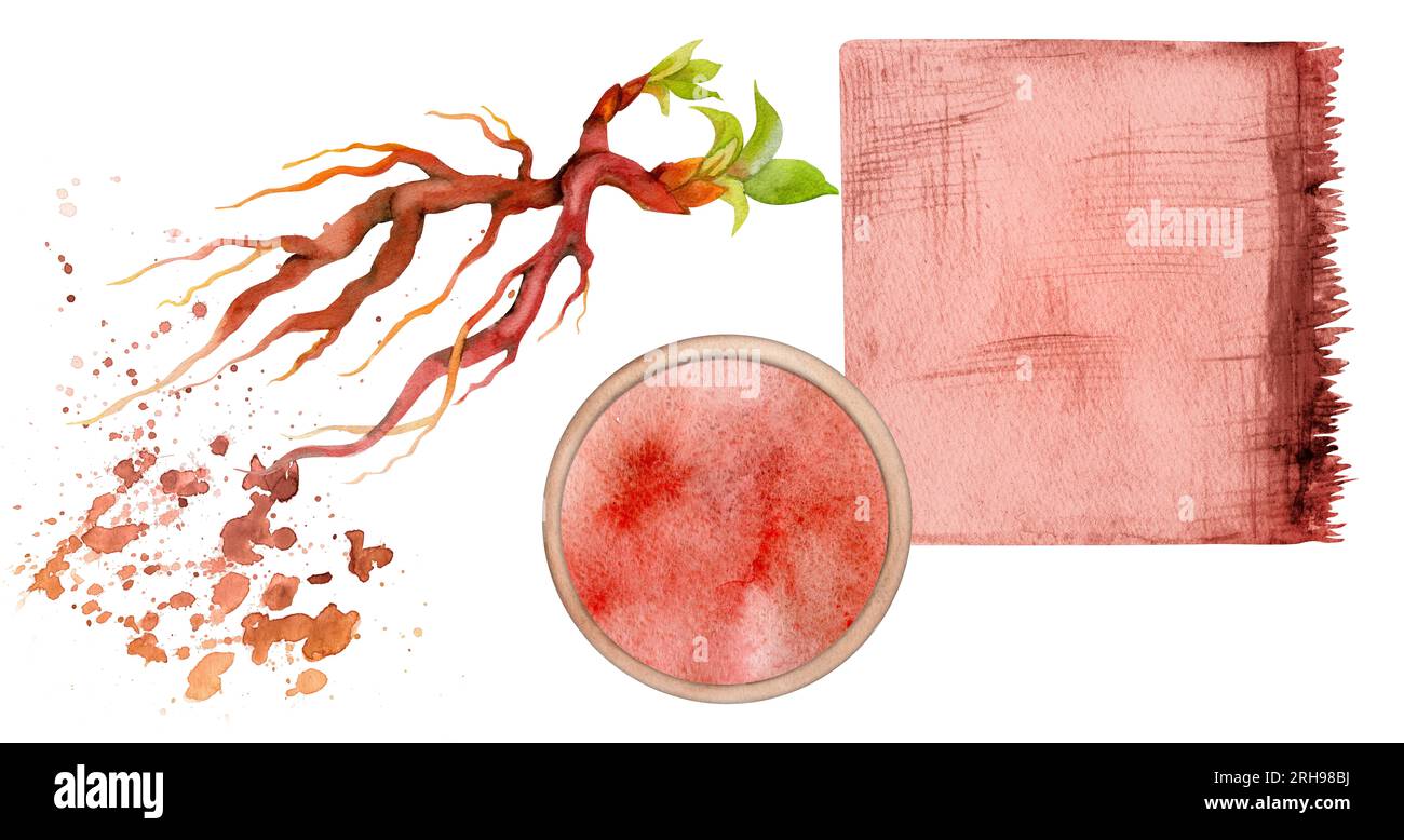 Hand drawn watercolor madder root coloring natural plant dye, materials. Hobby, handmade fabric ...