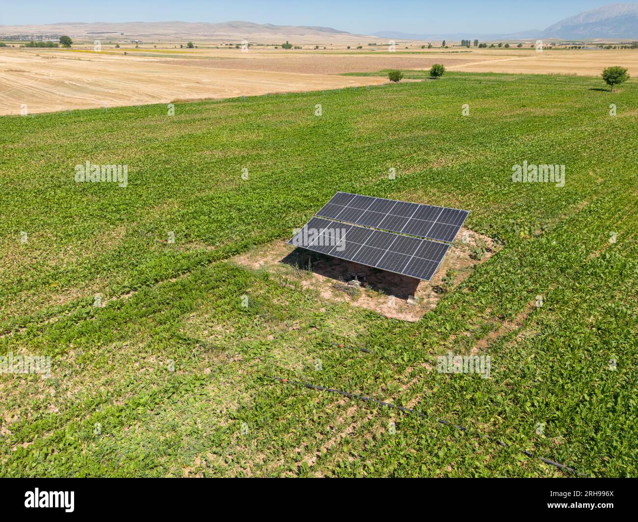 Solar panels in the middle of a field of fresh crops for the summer ...