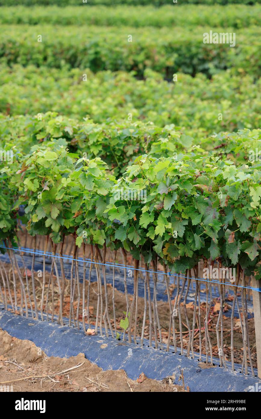 Culture de plants de vigne dans le vignoble. Ces jeunes plants sont ...