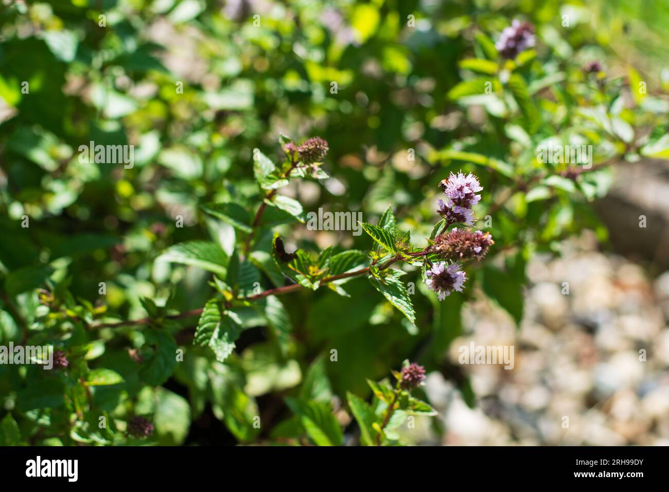 Fresh mint plant with tiny purple colored flowers in summer Stock Photo ...