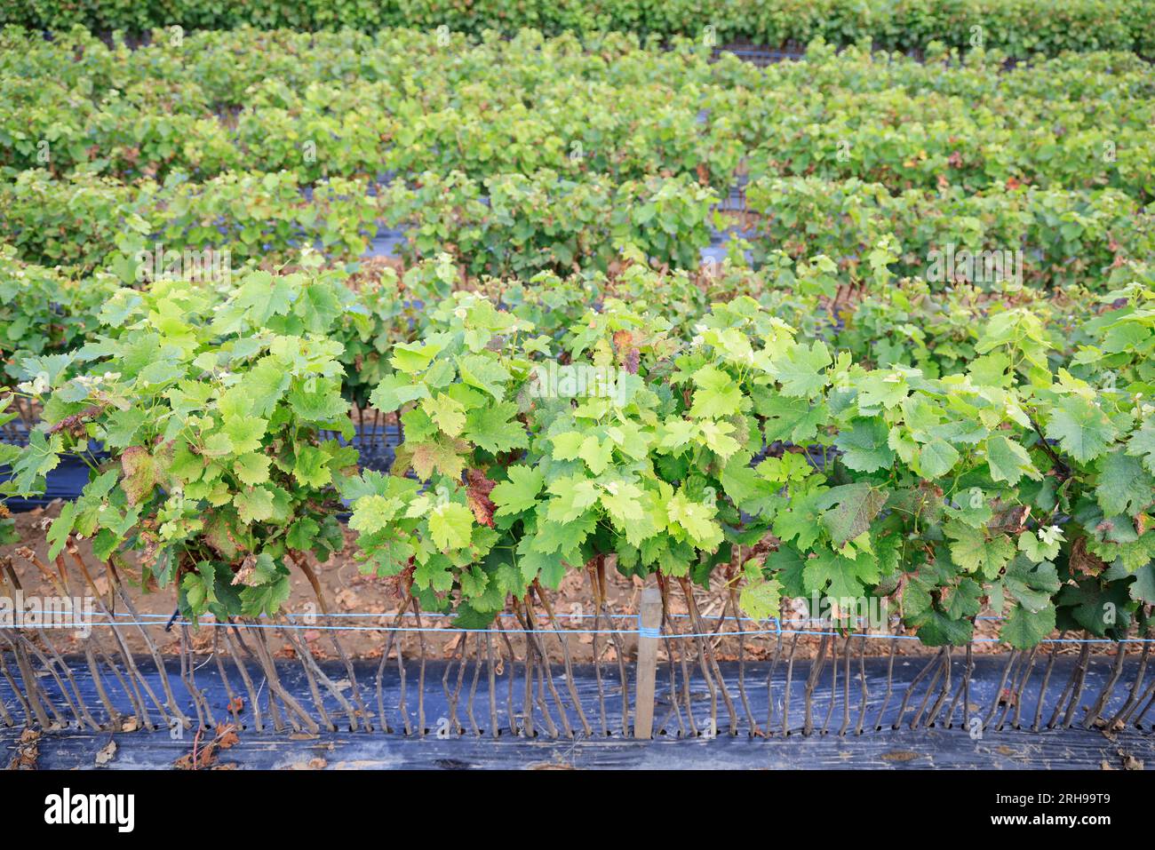Culture de plants de vigne dans le vignoble. Ces jeunes plants sont ...