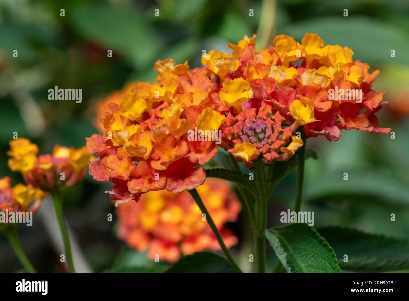 Close up of common lantana (lantana camara) flowers in bloom Stock ...
