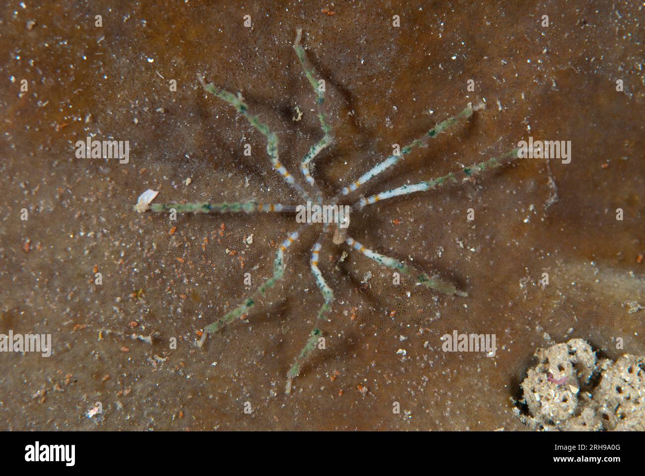 Sea Spider, Pantopoda Order, on coral, night dive, Kalabahi Bay, Alor ...