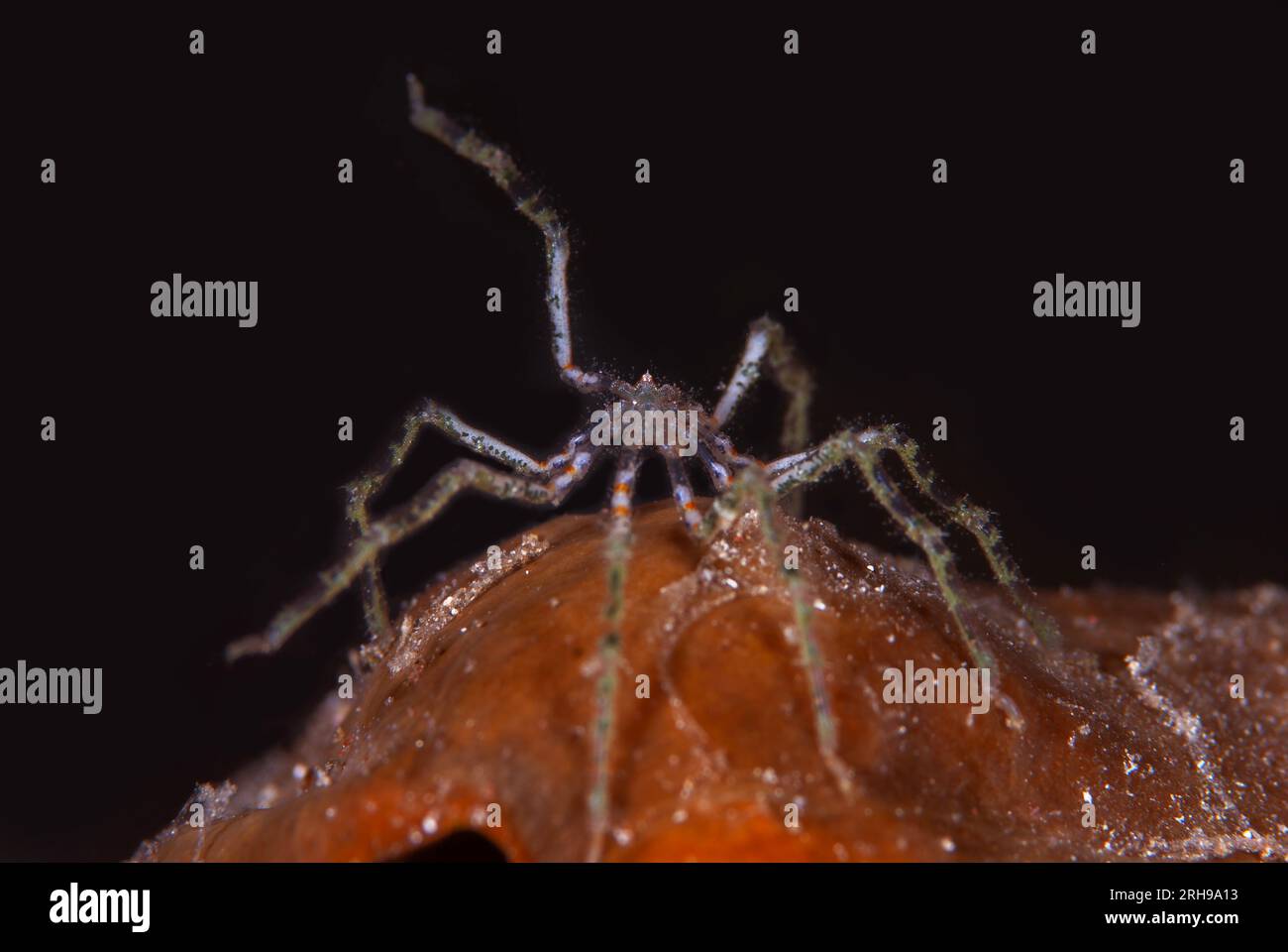 Sea Spider, Pantopoda Order, on coral, night dive, Kalabahi Bay, Alor ...