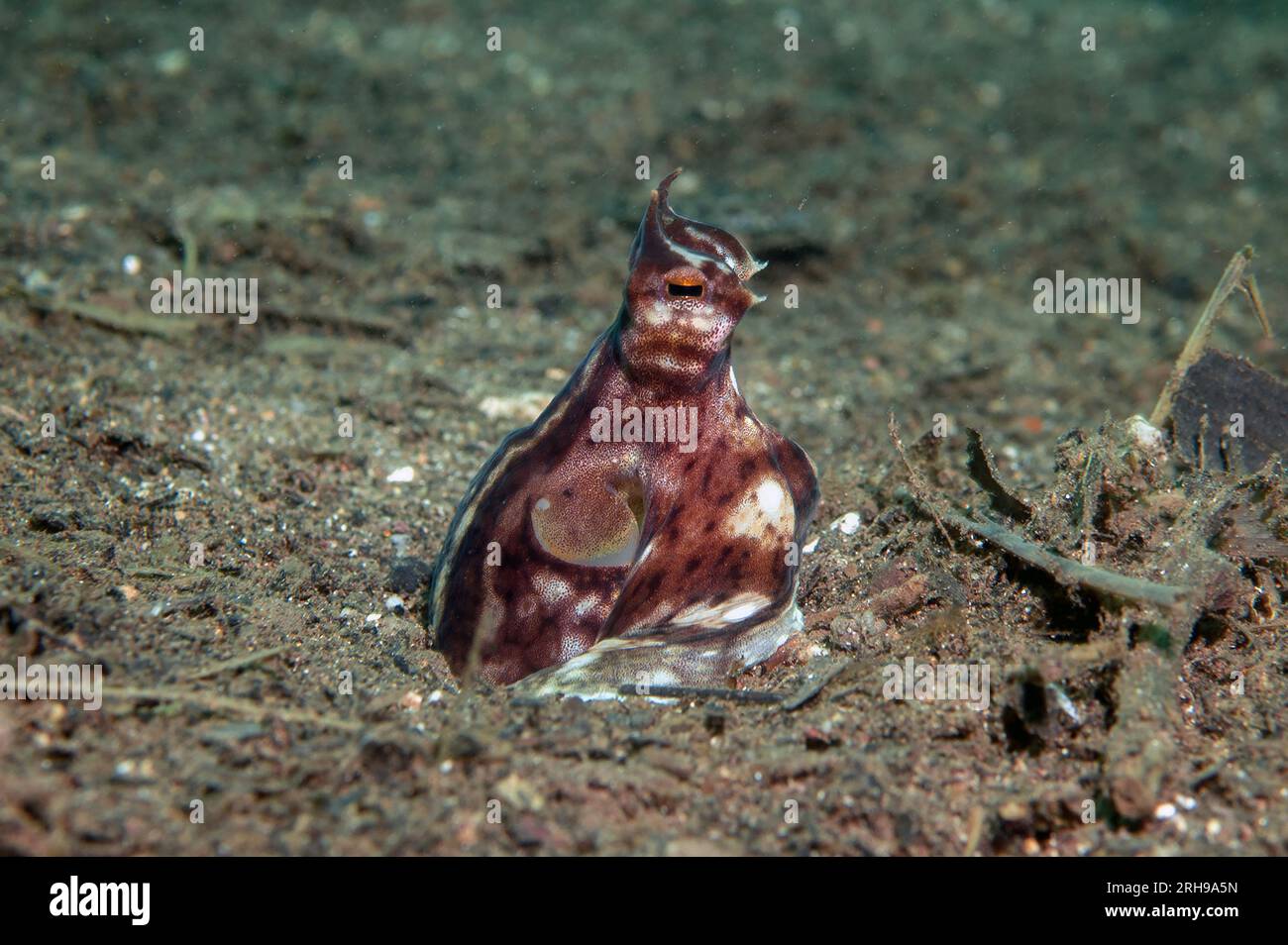 Mimic Octopus, Thaumoctopus mimicus, buried in sand, nght dive, Wudong ...