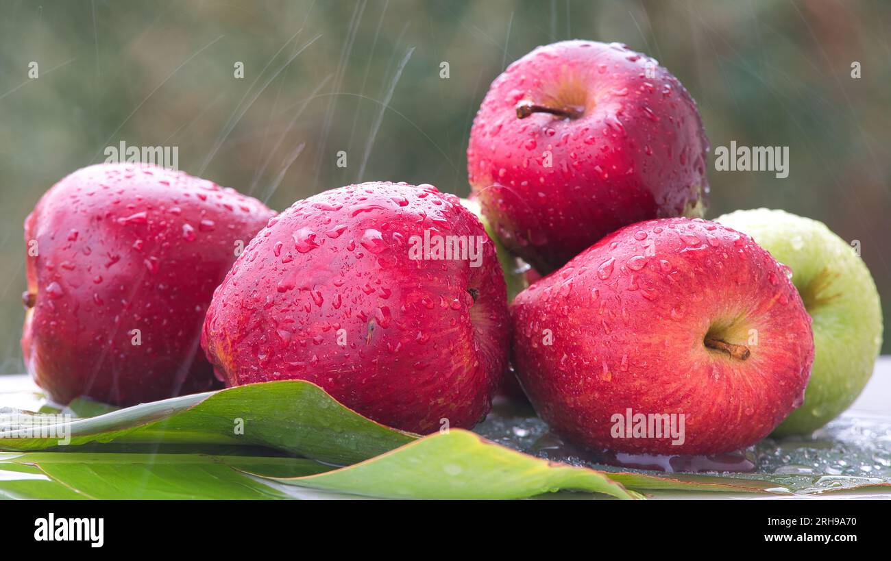 fresh tasty red apples, with raindrops in the forest Stock Photo - Alamy