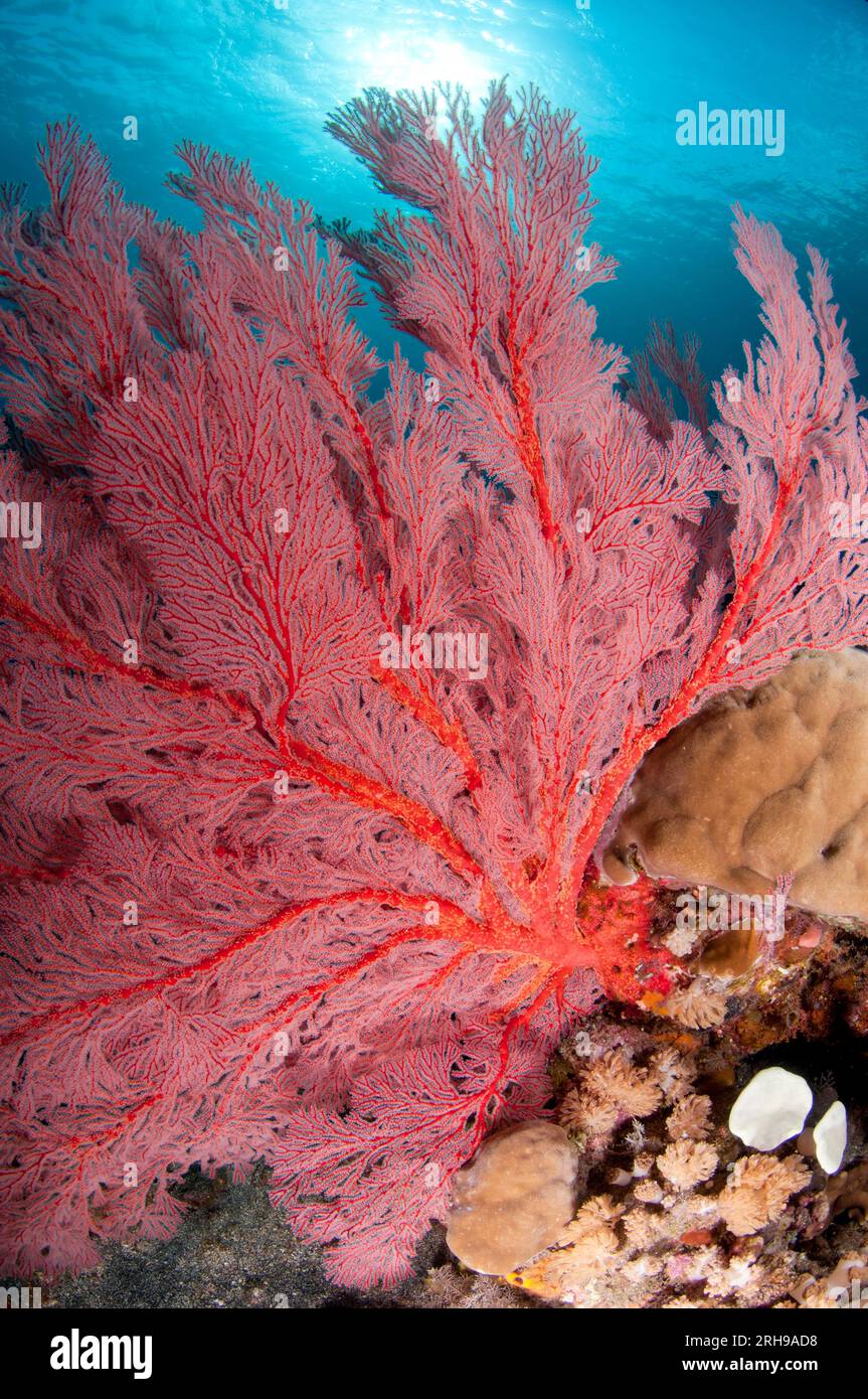 Sea Fan, Melithaea sp, with sun in background, Caldera dive site, Komba ...