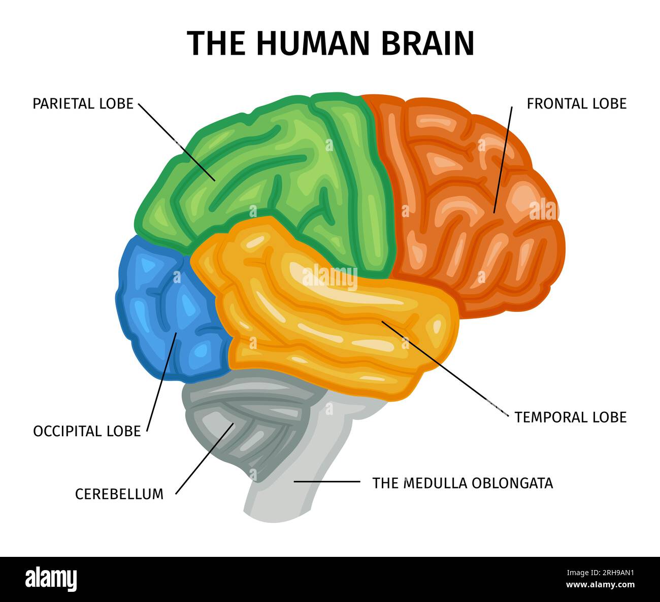 Brain anatomy composition with isolated profile view of human brain ... Brain anatomy composition with isolated profile view of human brain ...