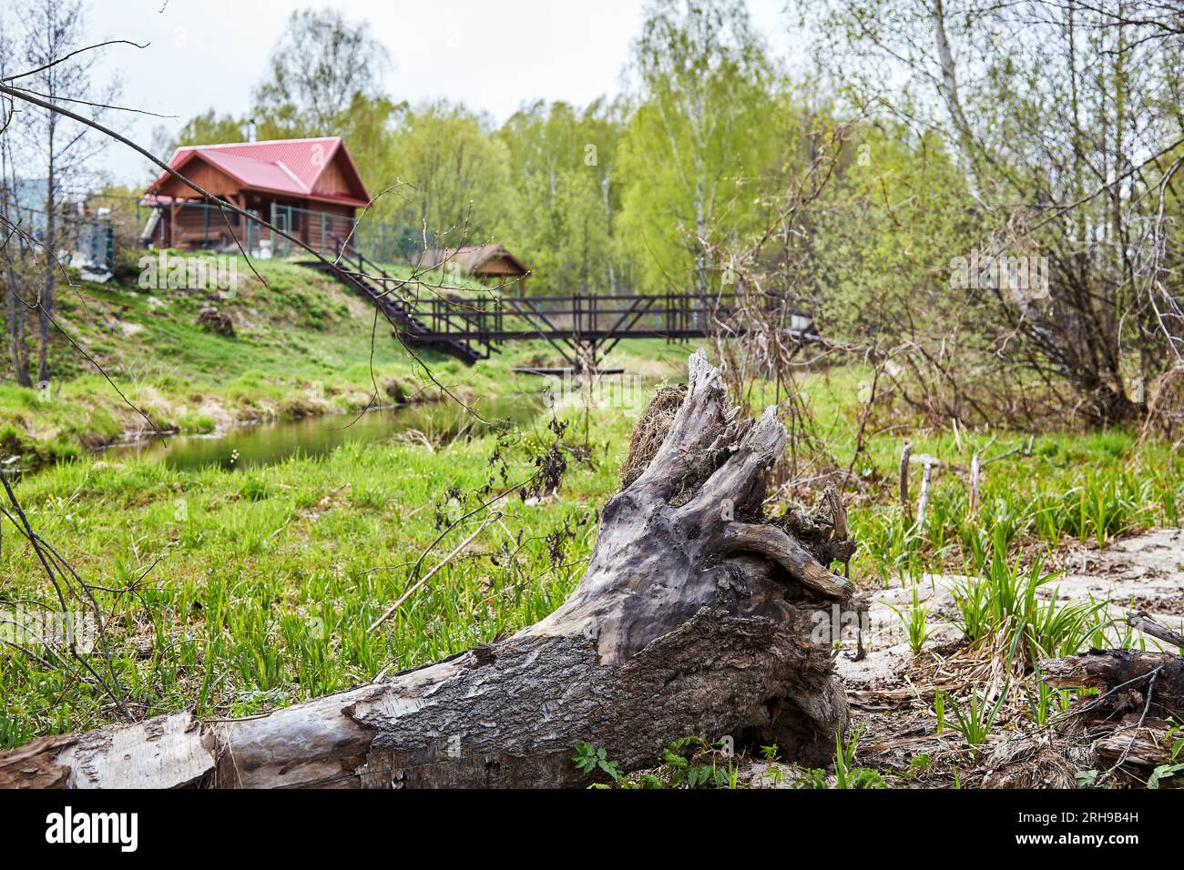 Old fallen tree with crooked branches in a village Stock Photo - Alamy