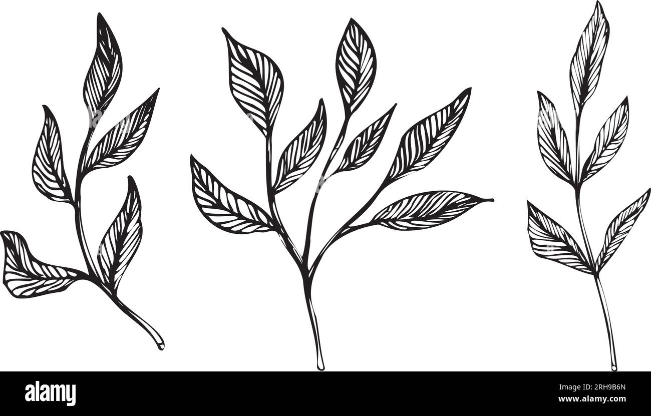 Botanical collection. Flowers, branches, and leaves. Set of vector hand ...
