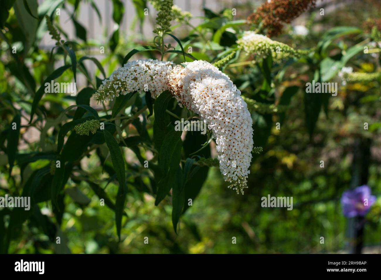 white flower of Buddleja davidii White Profusion most bee friendly ...