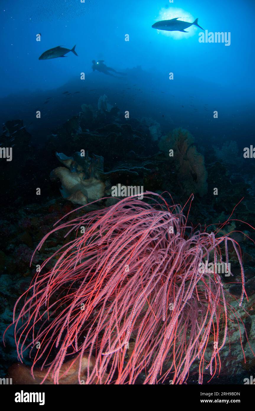 Different Color Sea Whip