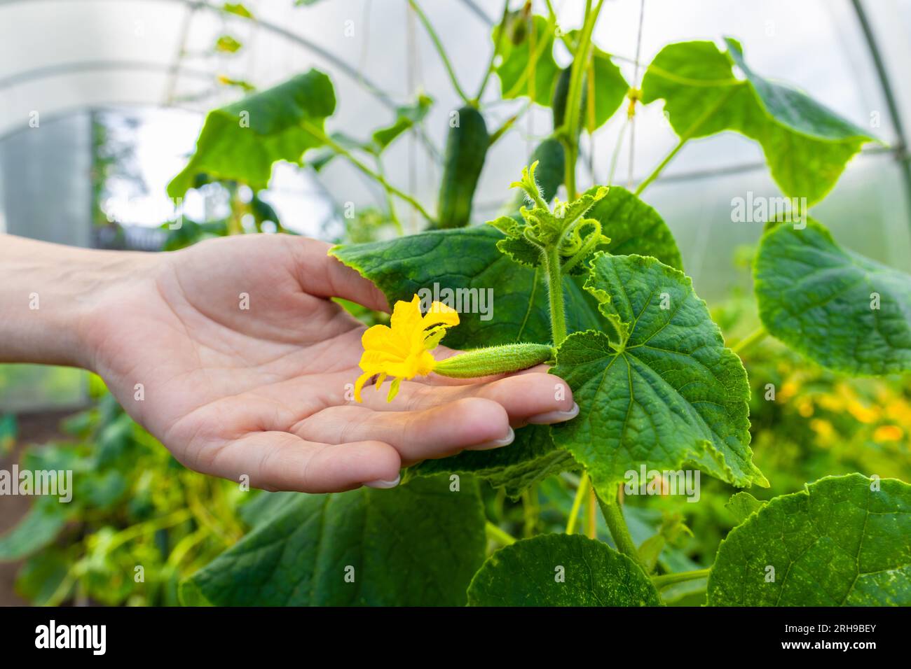 the farmer holds in his hand a small cucumber growing in a greenhouse ...