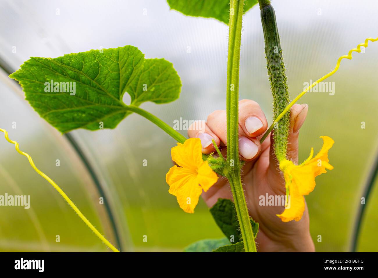 the farmer holds in his hand a long-fruited cucumber in a greenhouse ...