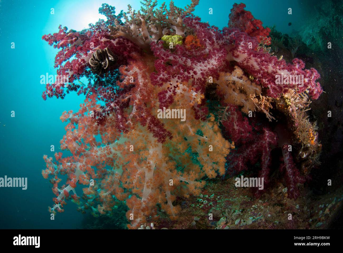 Glomerate Tree Coral, Spongodes sp, Mioskon dive site, Dampier Strait ...