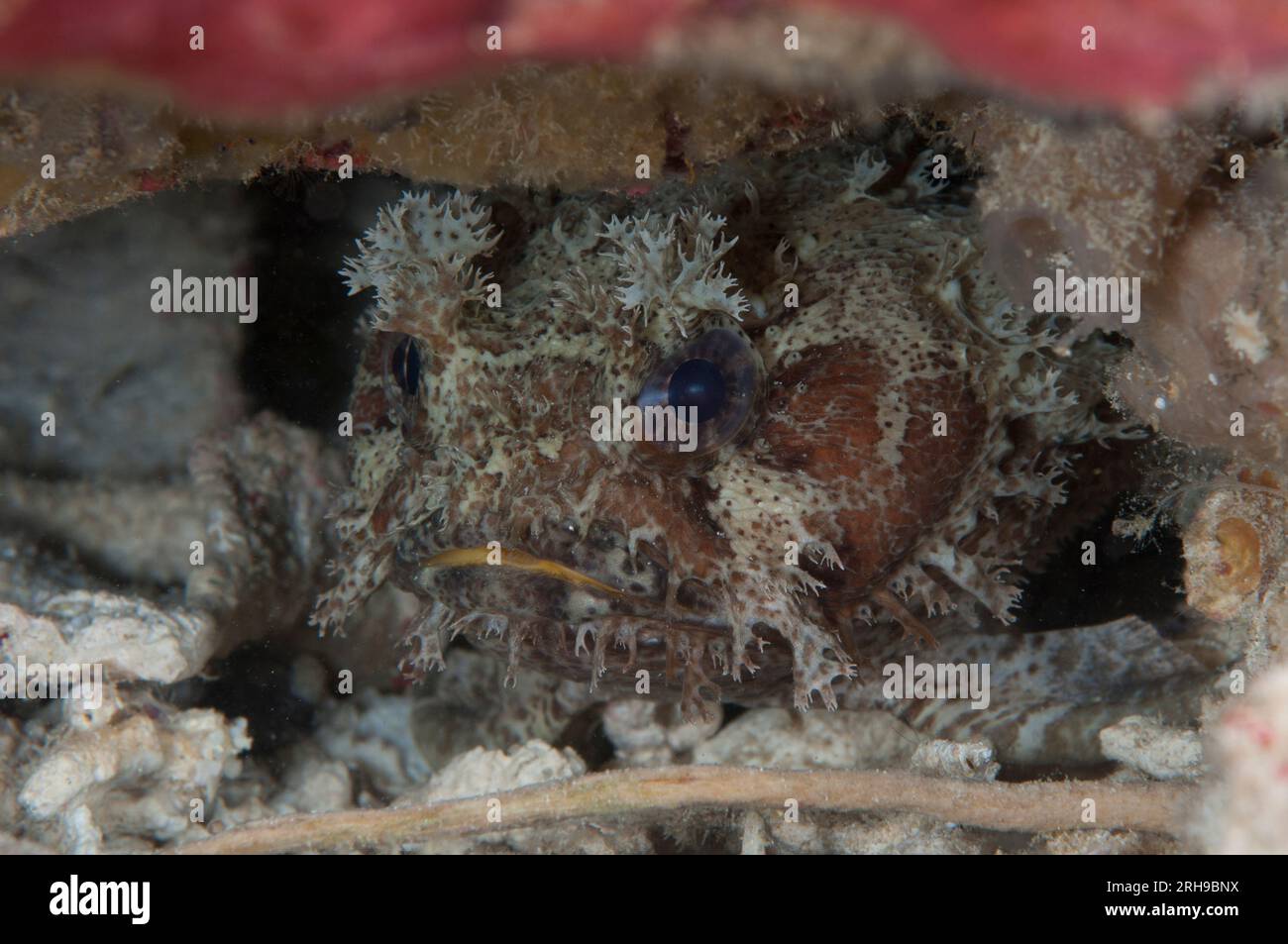 Banded Toadfish, Halophryne diemensis, night dive, Jetty to Nowhere ...