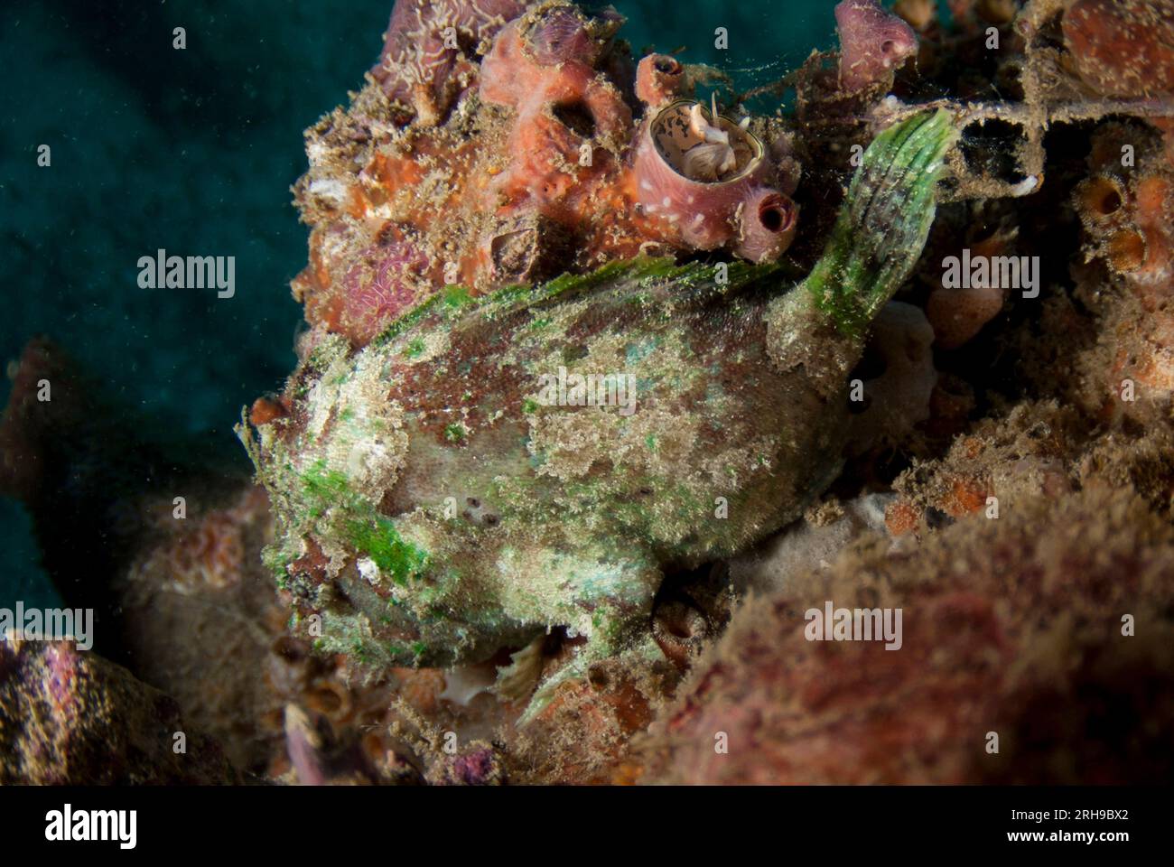 Marbled-Mouth Frogfish, Lopiocharon lithinostomus, Cendana Pearl Farm ...