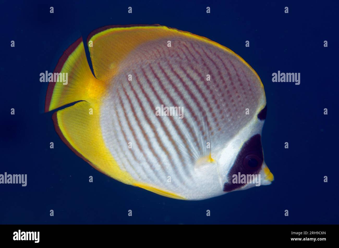 Panda Butterflyfish, Chaetodon adiergastos, Whale Rock dive site ...