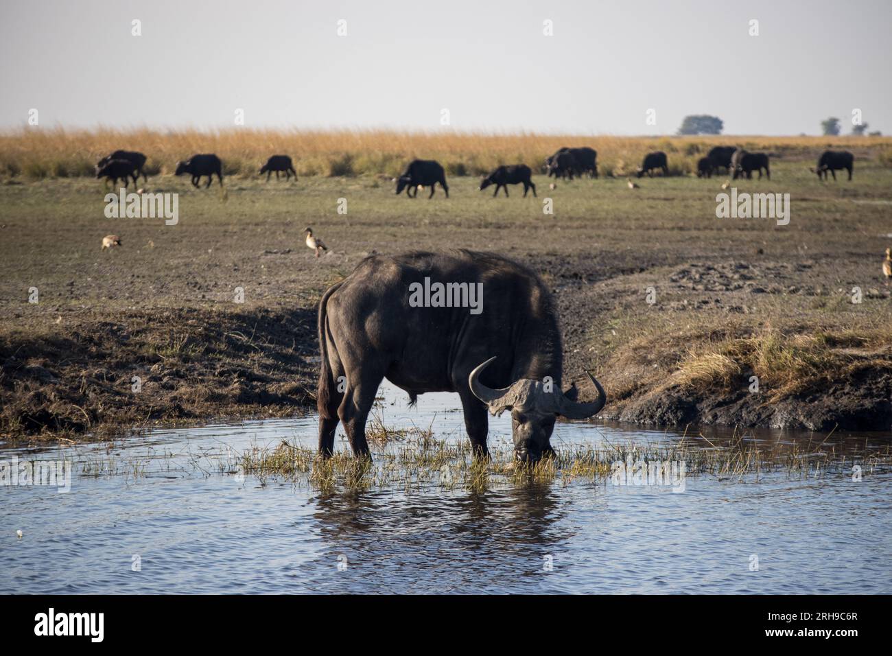 African buffalo herd drinking in hi-res stock photography and images ...
