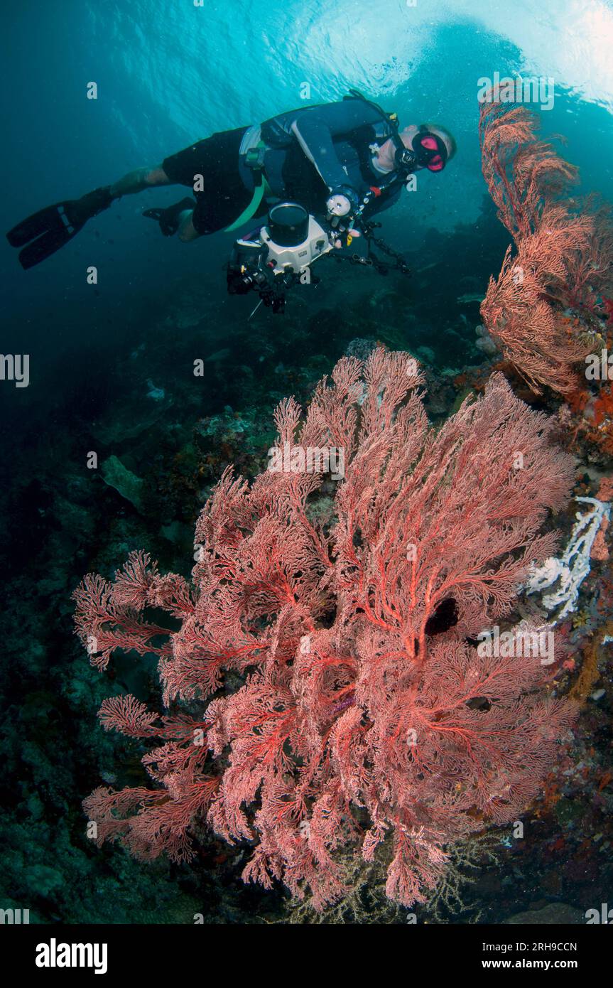 Diver with camera above Sea Fan, Melithaea sp, with sun in background ...
