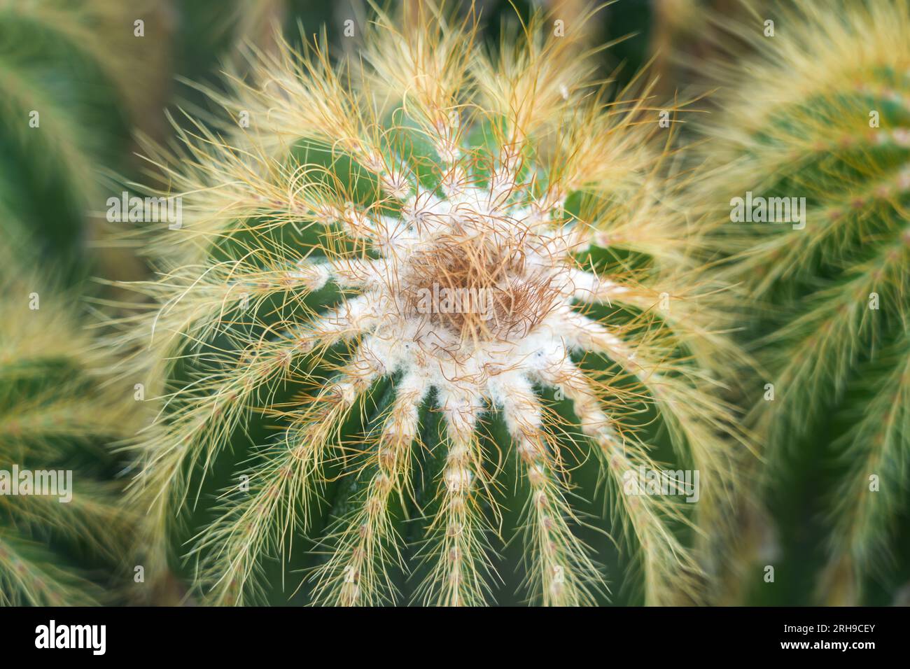 Close-up of green cactus with spikes. Prickly plants background Stock ...