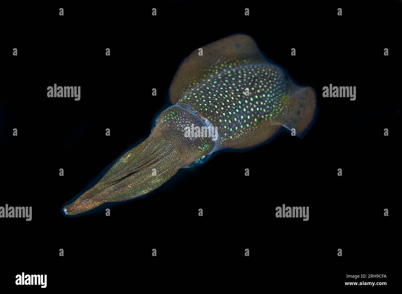Bigfin Reef Squid, Sepioteuthis lessoniana, night dive, Balbulol Island ...
