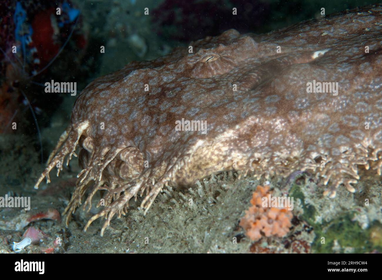 Tasselled Wobbegong Shark, Eucrossorhinus dasypogon, Wobbe Rock dive ...