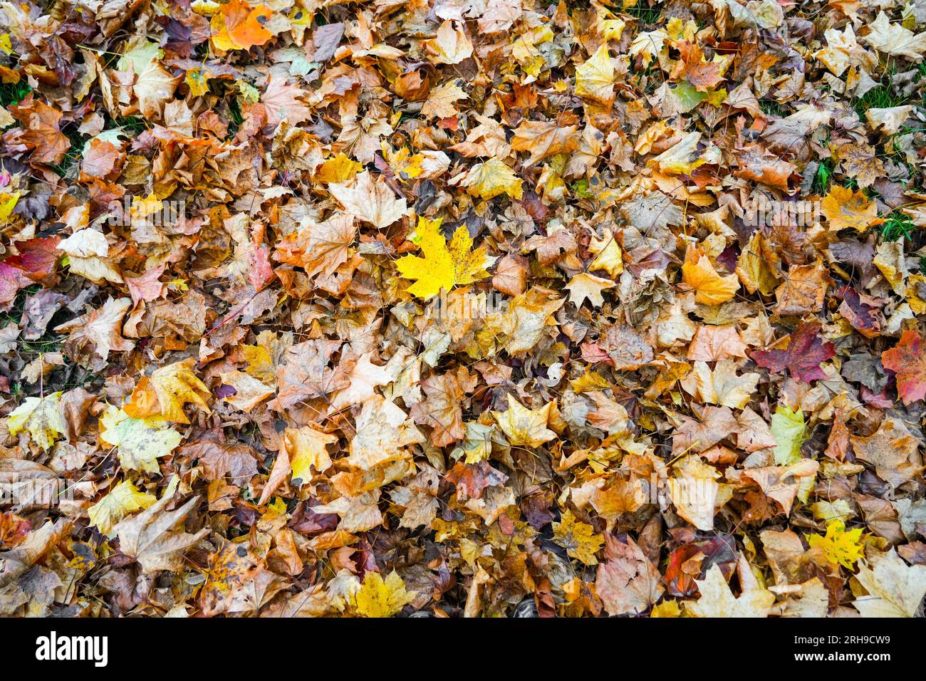 Background of autumn leaves in bright colors Stock Photo - Alamy