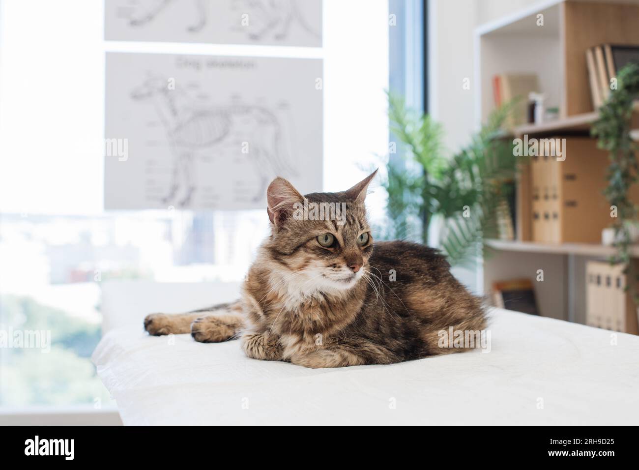 Cat physical examination hi-res stock photography and images - Alamy