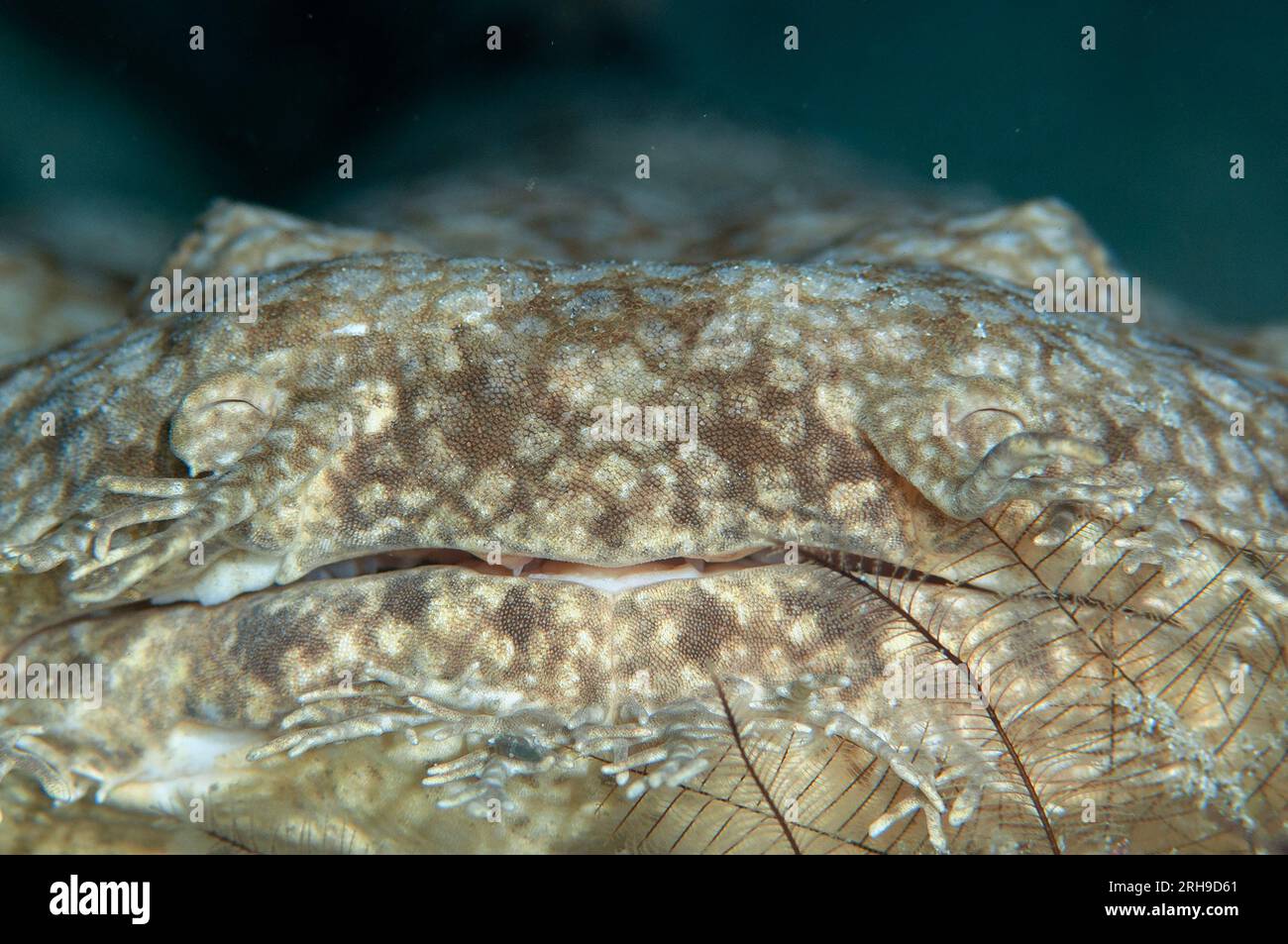 Tasselled wobbegong shark hi-res stock photography and images - Alamy