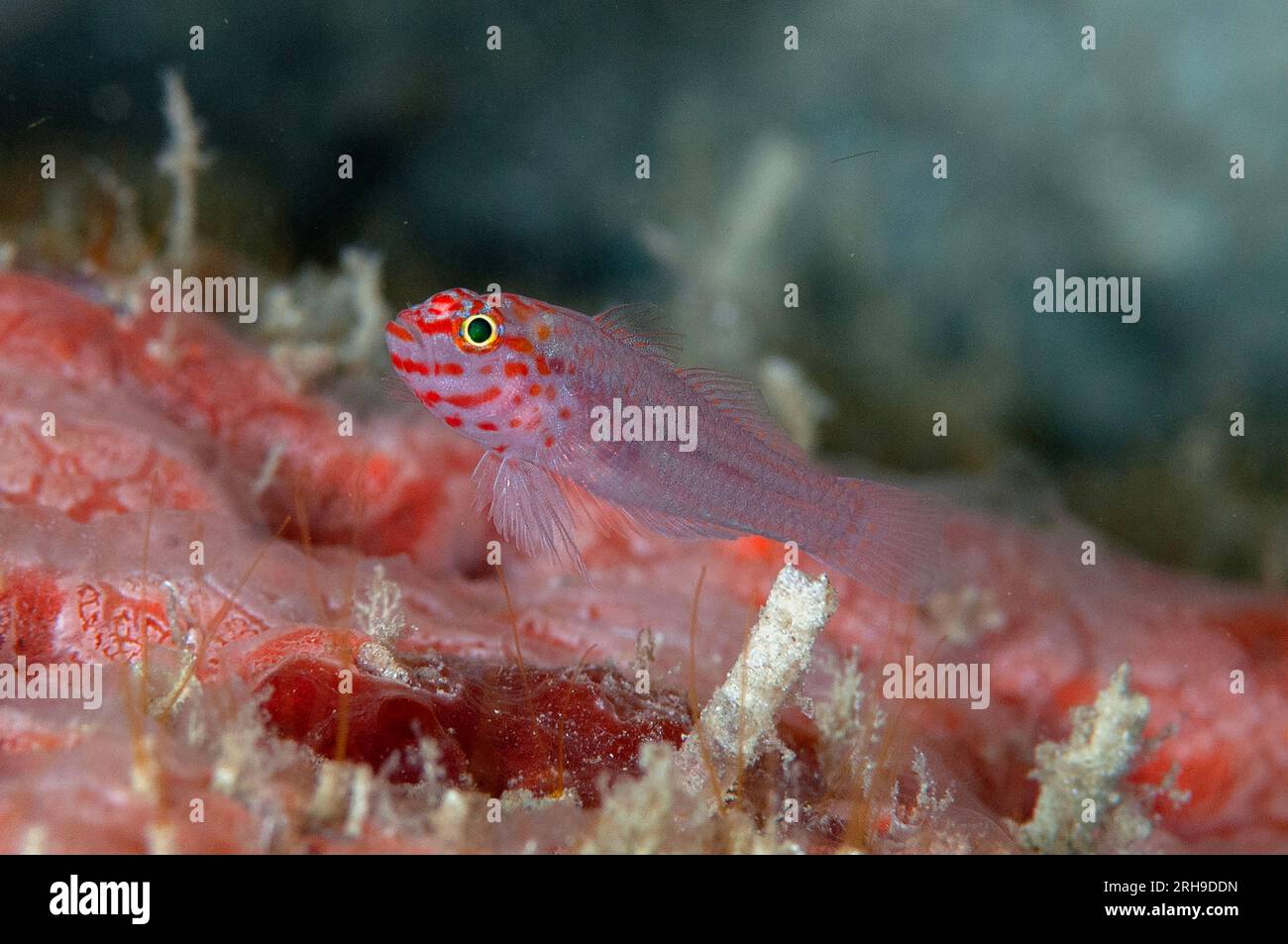 Fangs dwarfgoby hi-res stock photography and images - Alamy